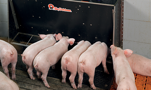 Nursery/Finishing Equipment | Pig Feeding | Big Dutchman | USA