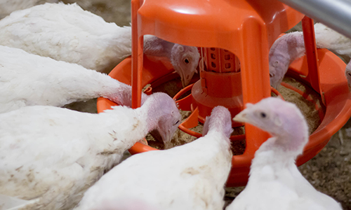 Turkey Management | Poultry Production | Big Dutchman USA