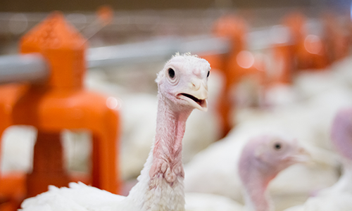 Poultry Production | Poultry Production Equipment | Big Dutchman USA