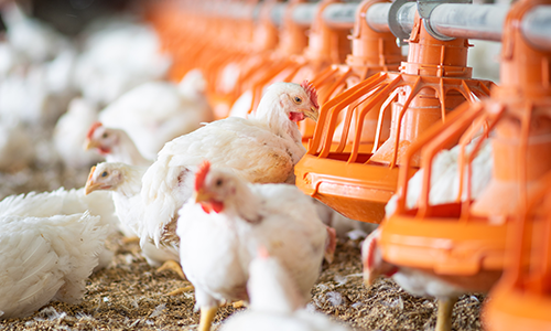 Poultry Production | Poultry Production Equipment | Big Dutchman USA