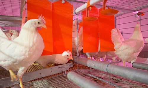 Enriched Colony Systems | AVECH III | Housing Systems