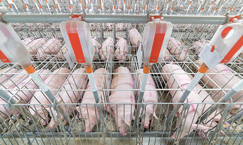 Breeding Stall | BDFlex | Sow Housing | Big Dutchman