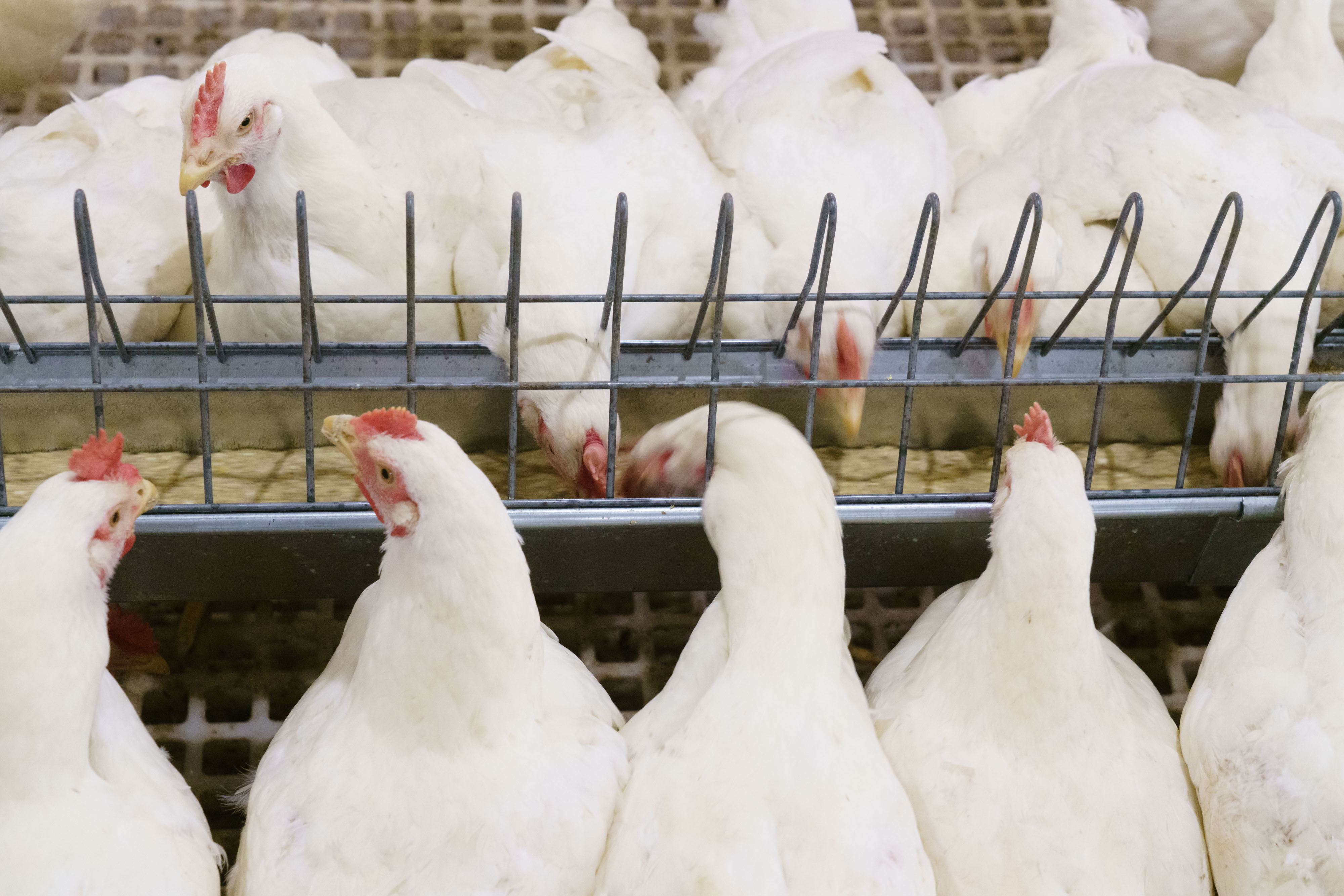 Chain Feeding | Champion Chain Feeding System | Big Dutchman