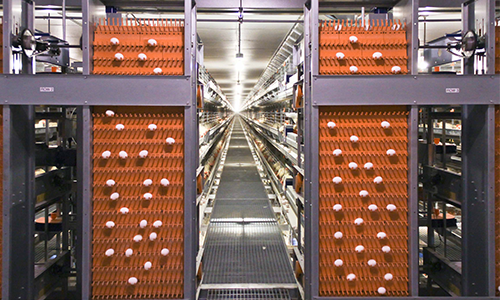 Big Dutchman Egg Collection Systems | Automatic Egg Collection