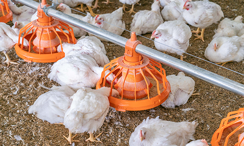 Broiler Feeding System | FLUXX Broiler Feeding Pan