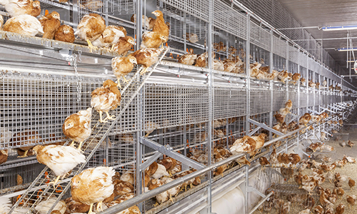 Cage-Free Aviary Systems | Big Dutchman, Inc | NATURA Filia