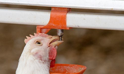 Poultry Drinking Systems | Broiler Drinking Systems | Big Dutchman
