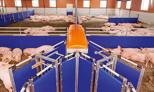 Sorting and Weighing | Pig Finishing | Big Dutchman | USA