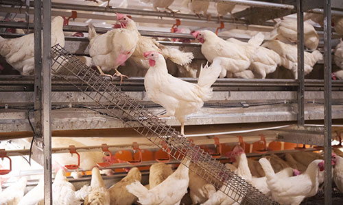 Selecting a Cage-Free Aviary System | Big Dutchman USA