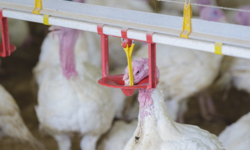 Turkey Drinkers | Drinking Systems for Turkeys | Big Dutchman