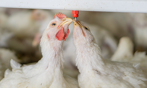 Poultry Drinking Systems | Broiler Systems | Big Dutchman