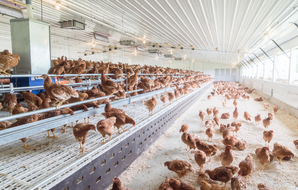 Enhancing Your Organic Egg Operation | Big Dutchman USA